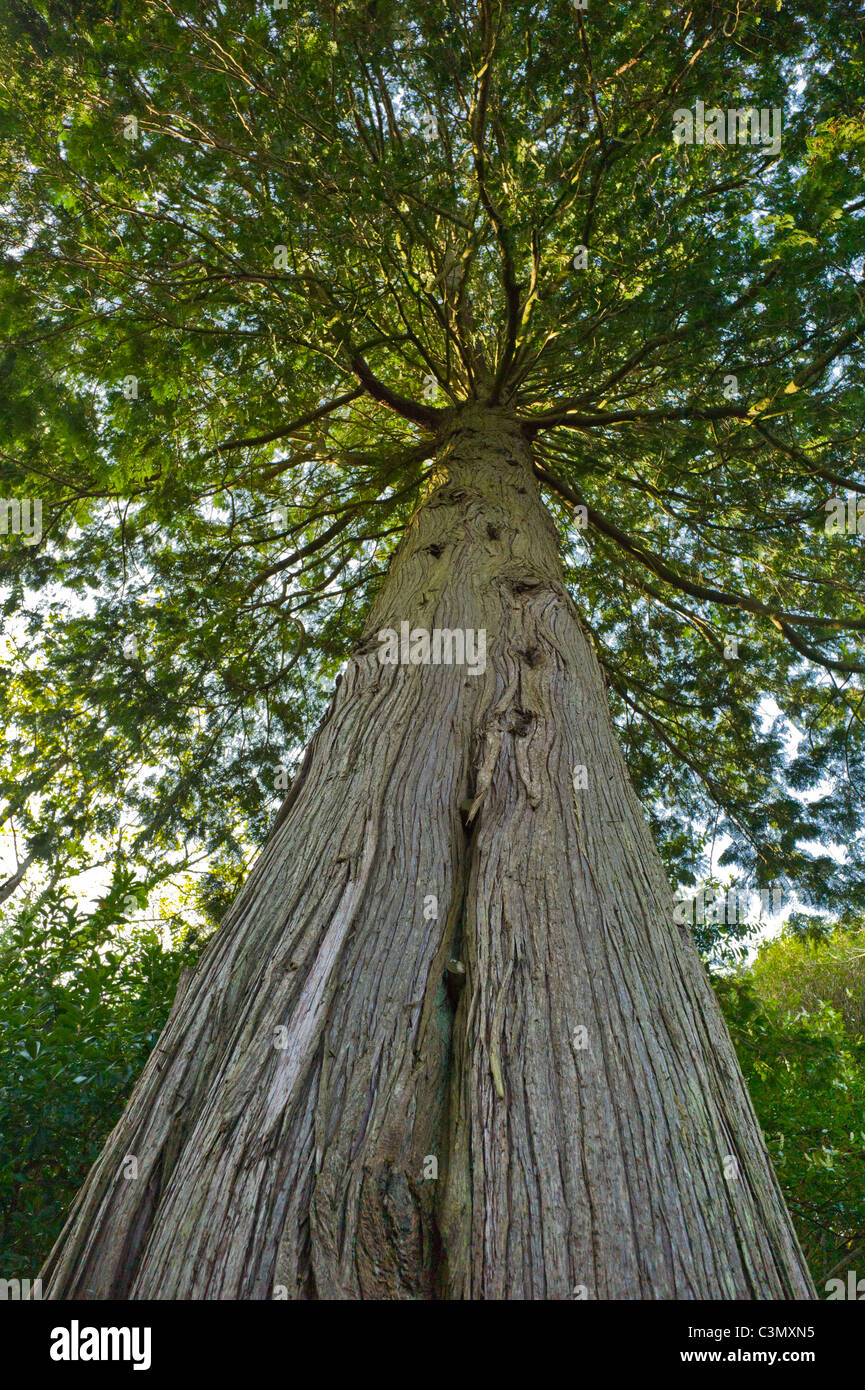Looking up a large tree Stock Photo - Alamy