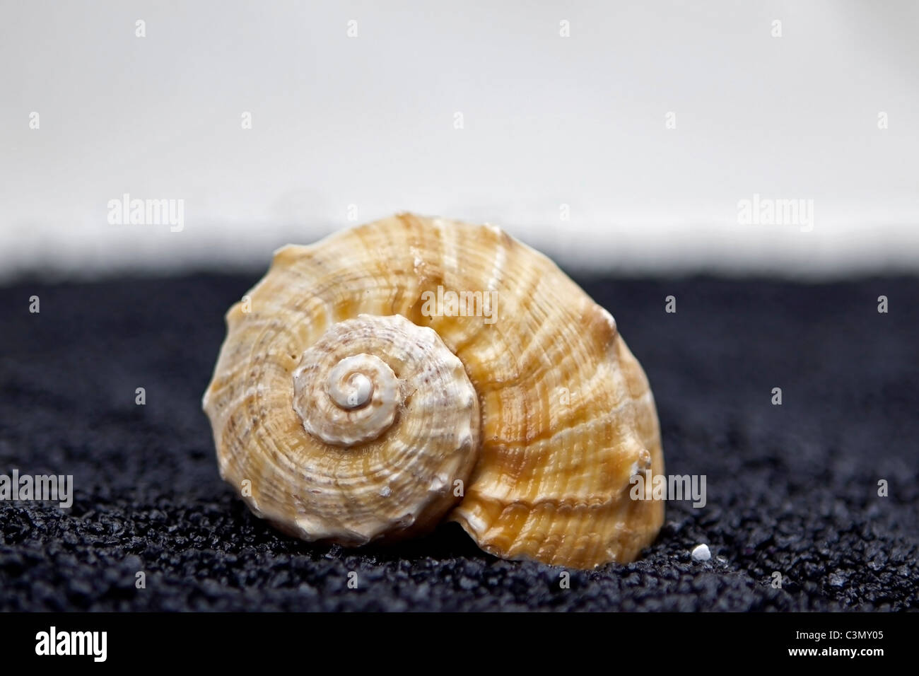 Seashell hi-res stock photography and images - Alamy