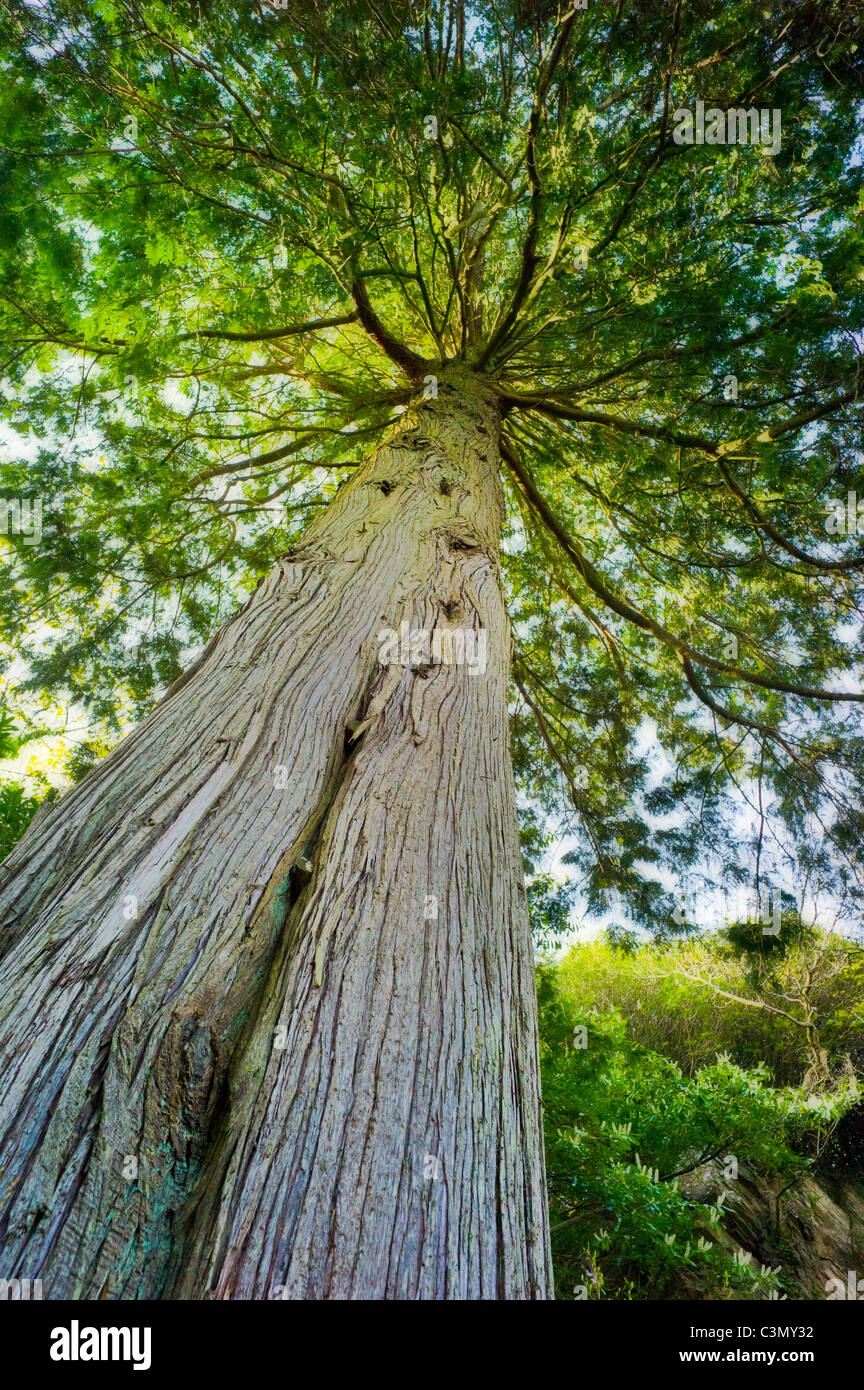Looking up a large tree Stock Photo - Alamy