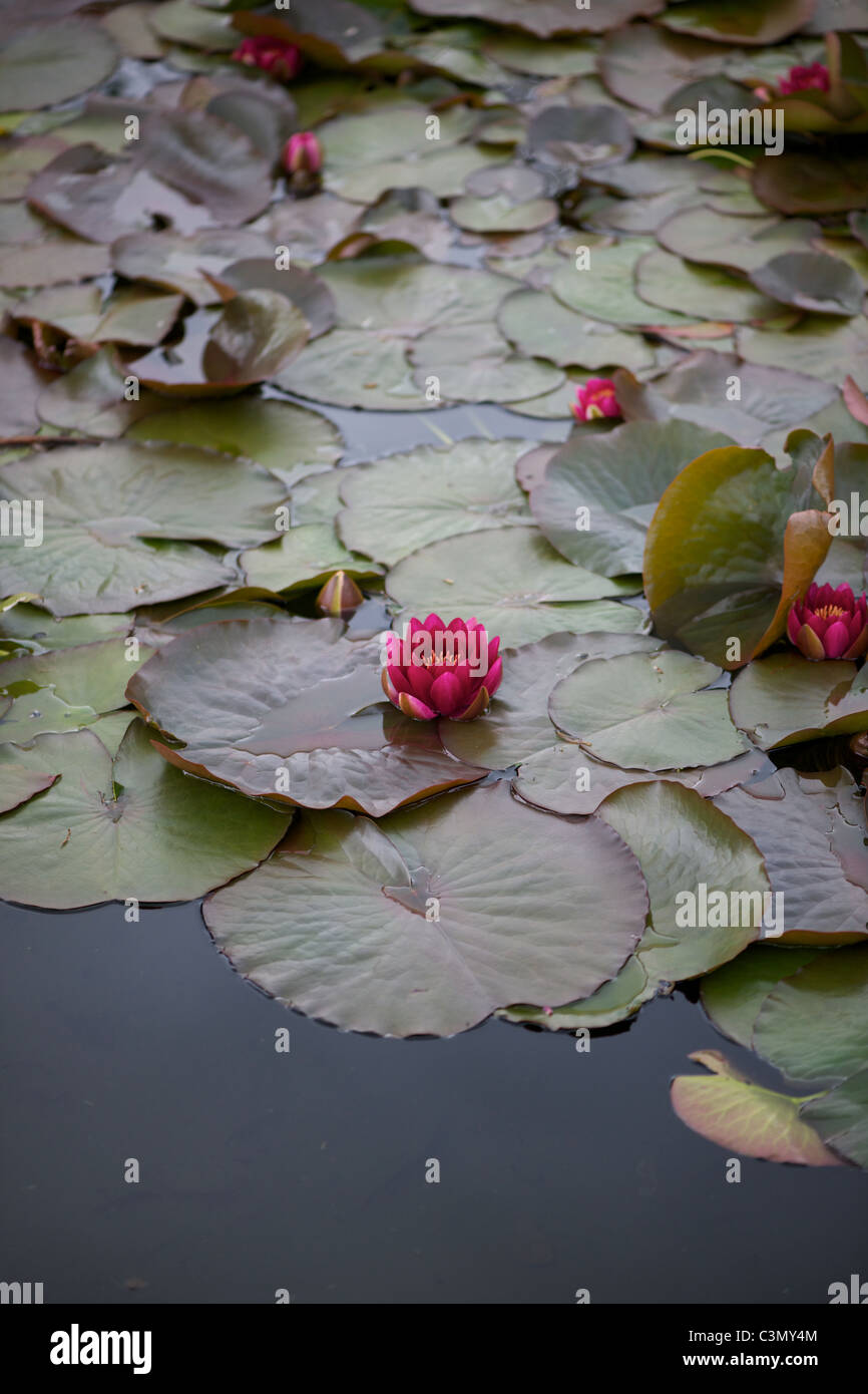 Red Water Lily Stock Photo - Alamy