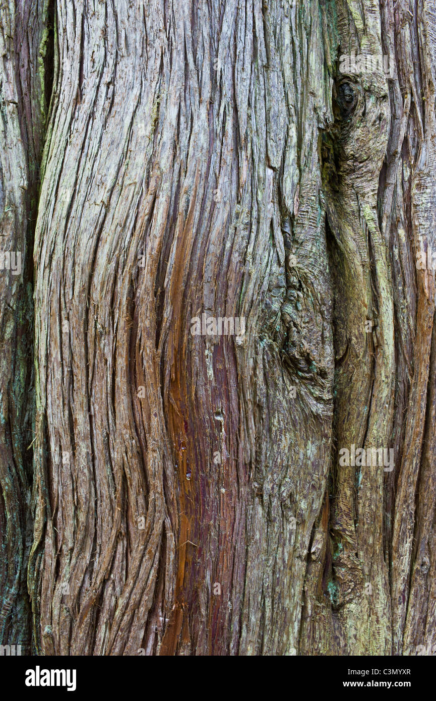 Texture tree trunk hi-res stock photography and images - Alamy