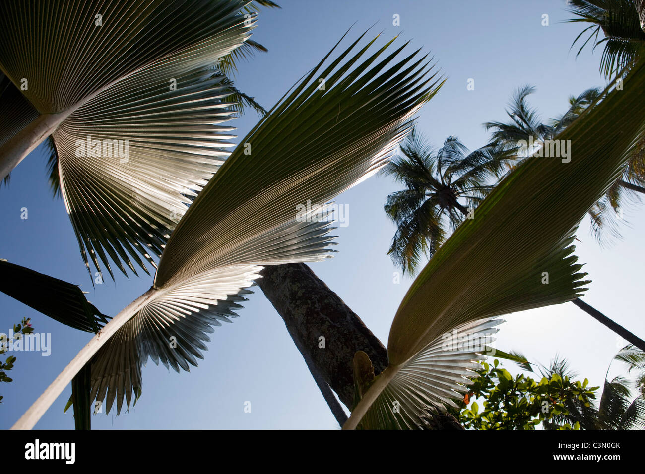 Tejakula village hi-res stock photography and images - Alamy