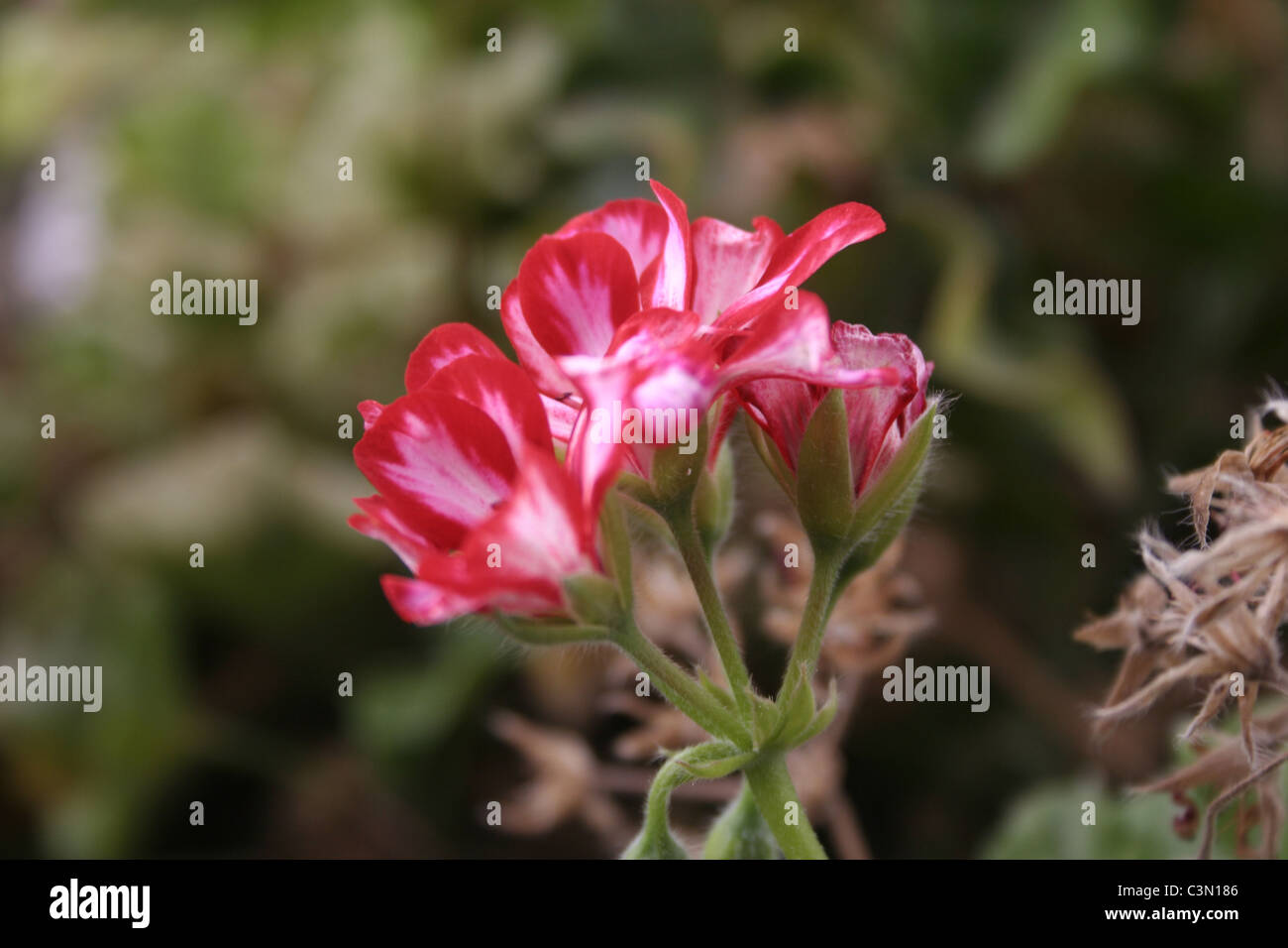 Red And White Geranium Stock Photo - Alamy