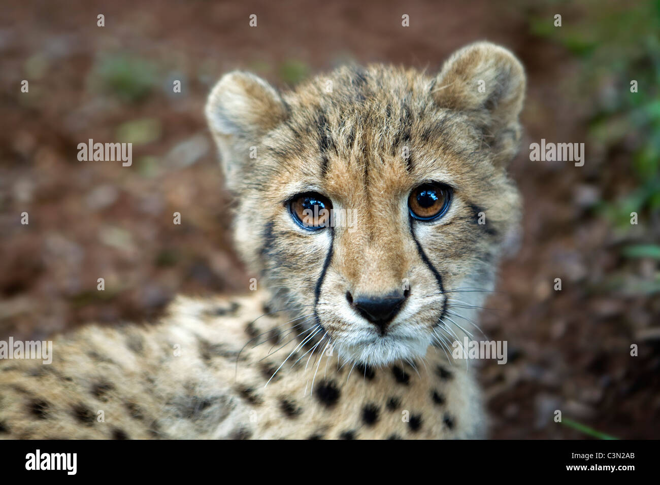 Spotted Cheetah High Resolution Stock Photography and Images - Alamy
