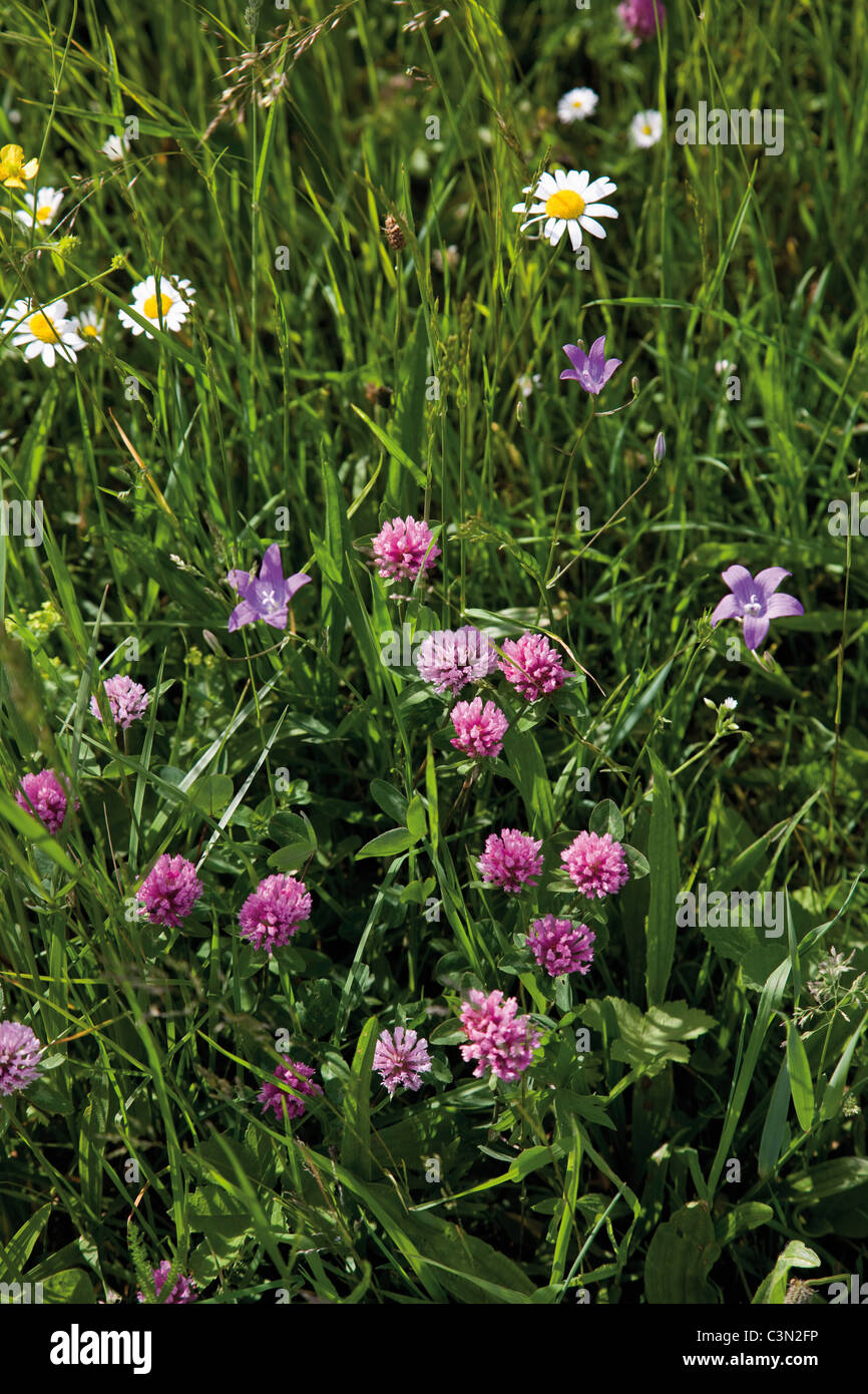 Germany, Bavaria, Clover flower with meadow Stock Photo - Alamy