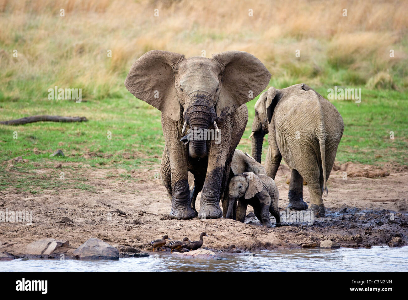 South Africa, near Rustenburg, Pilanesberg National Park. African ...