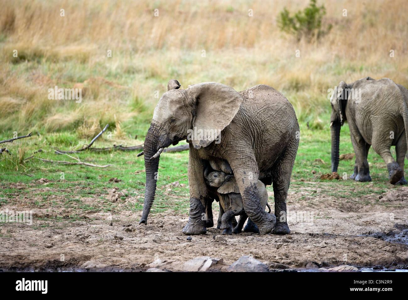 South Africa, near Rustenburg, Pilanesberg National Park. African ...