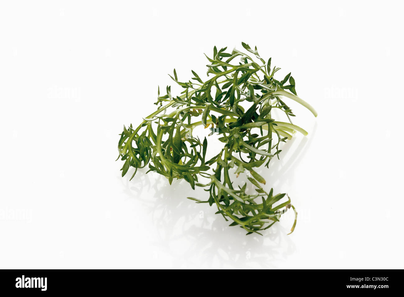 Maca Plant High Resolution Stock Photography and Images - Alamy