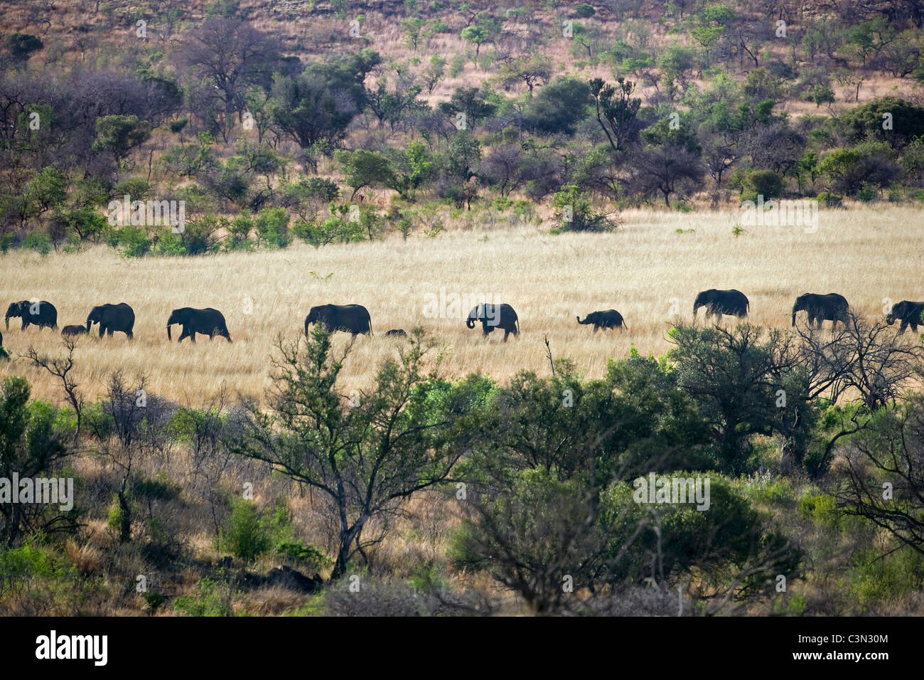 Elephants are people hi-res stock photography and images - Alamy