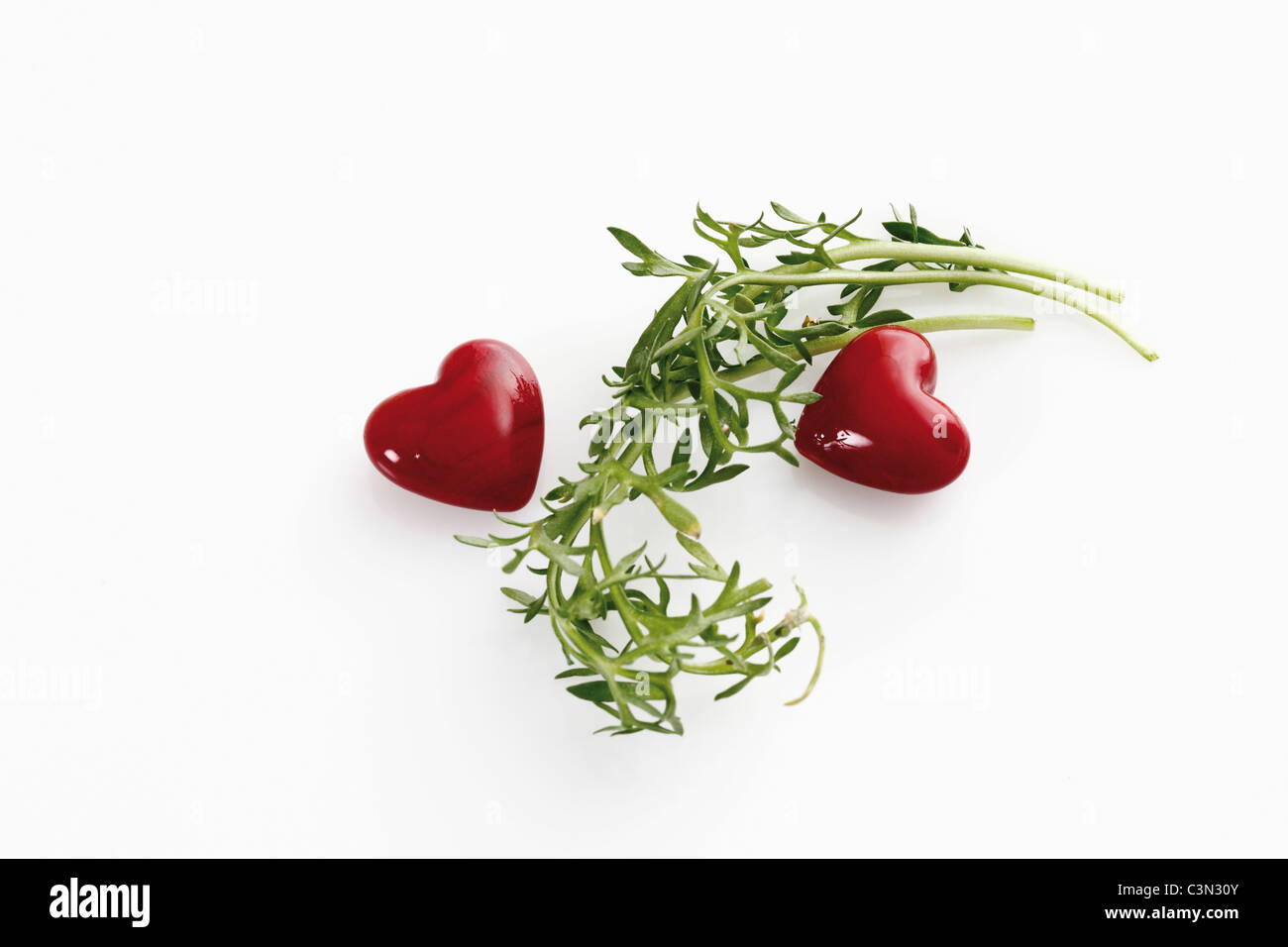 Maca plant with hearts on white background Stock Photo - Alamy