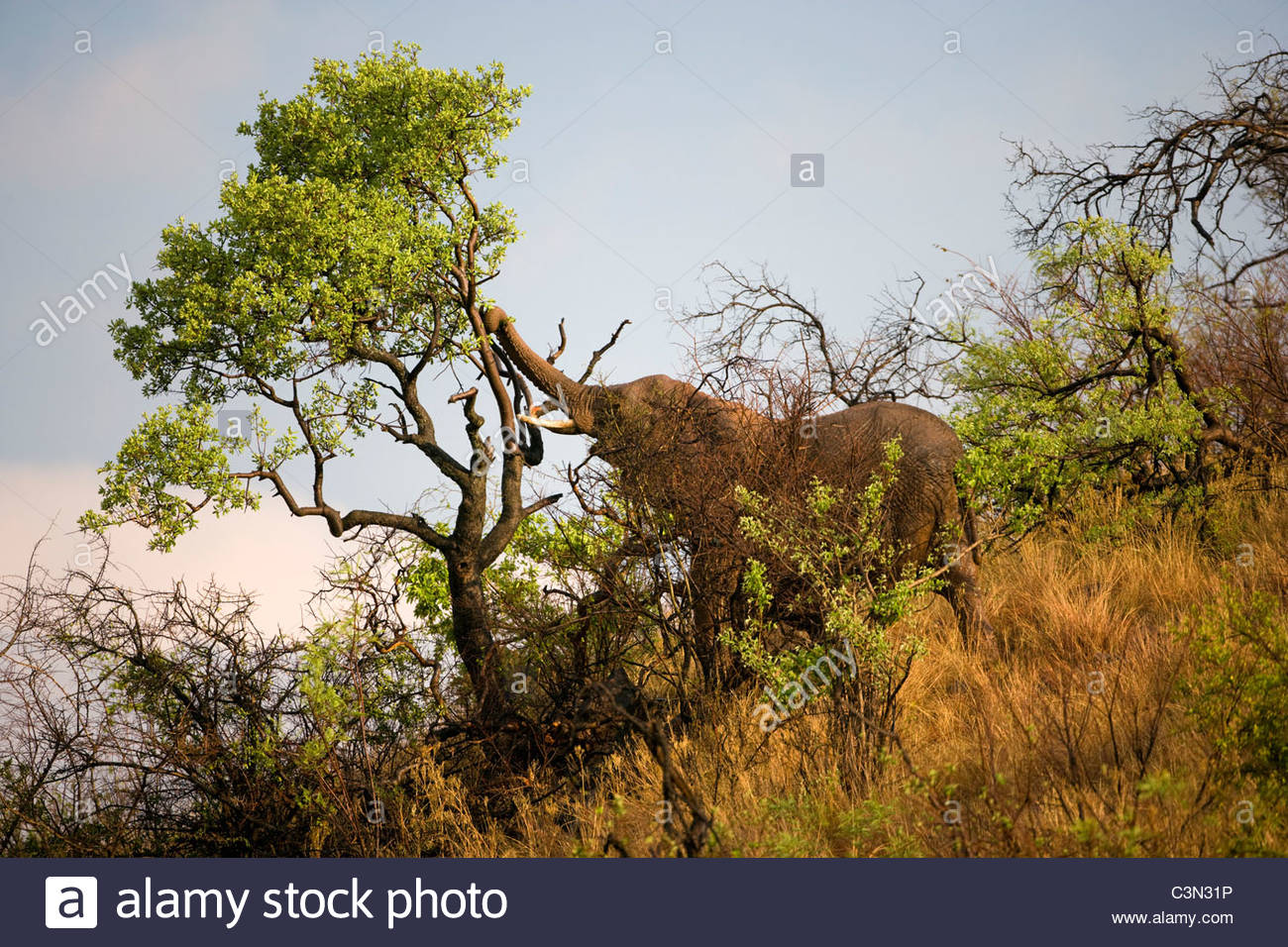 Elephant Trunk Tree Stock Photos & Elephant Trunk Tree Stock Images - Alamy