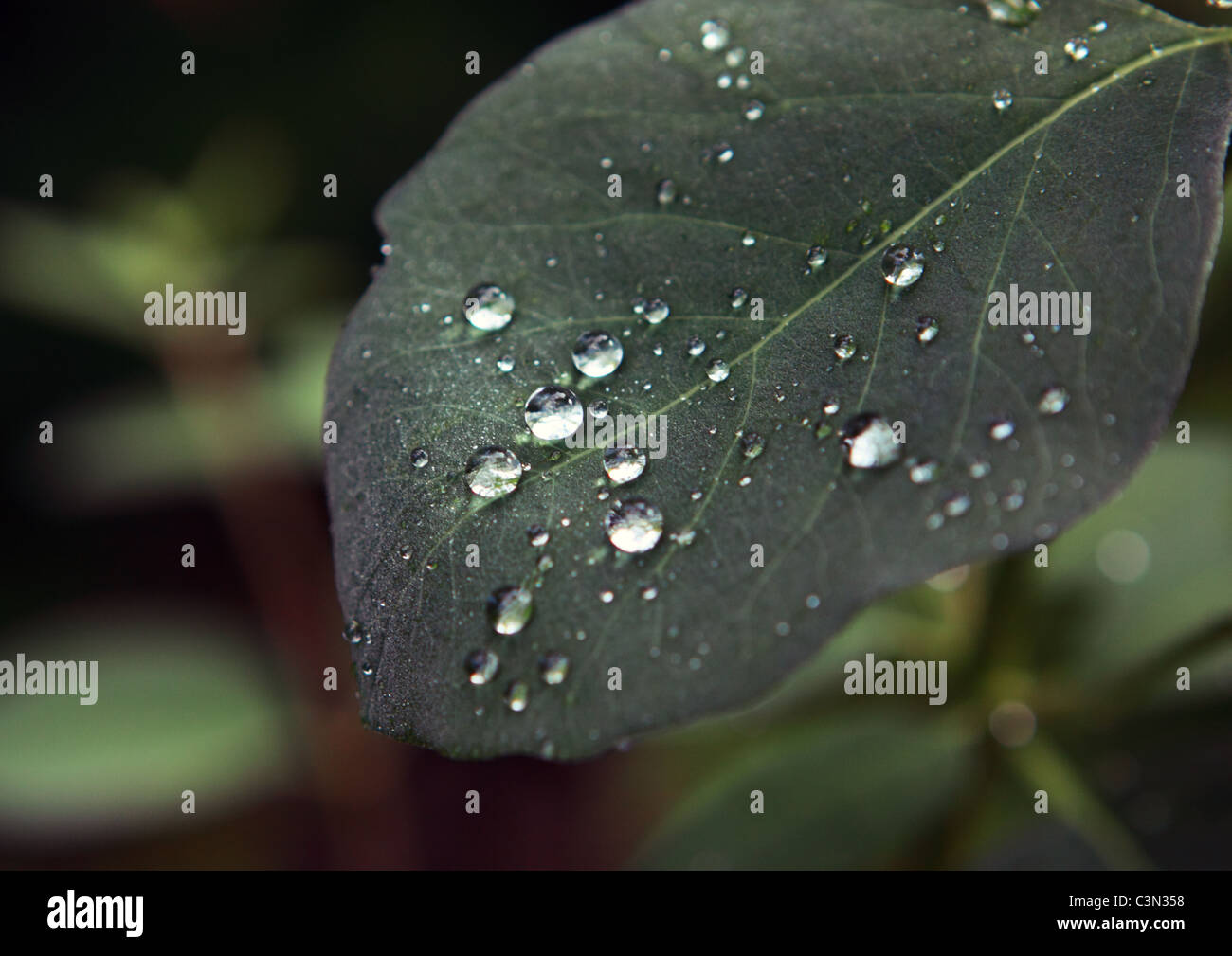 Silver raindrops hi-res stock photography and images - Alamy