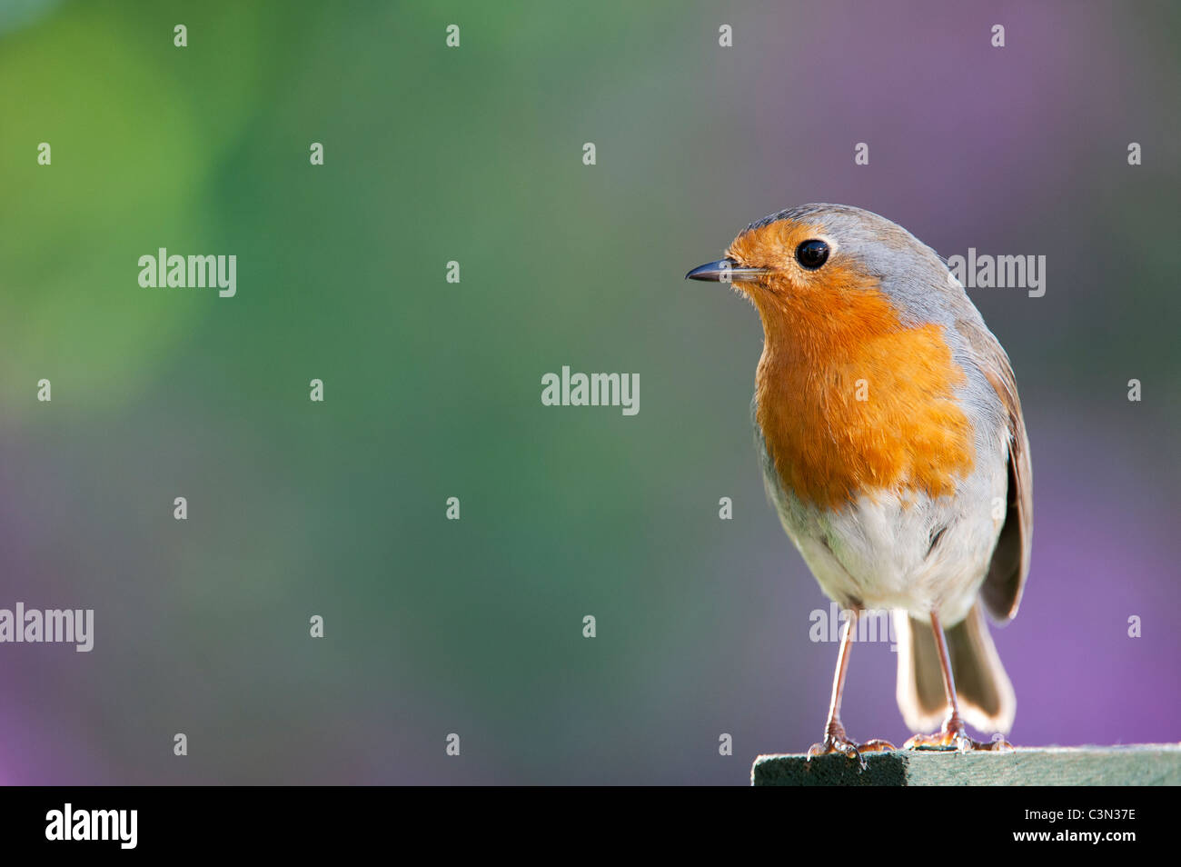 Pink robin bird hi-res stock photography and images - Alamy