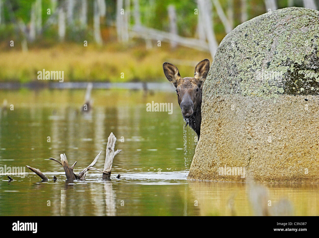 Curious baby moose Stock Photo - Alamy