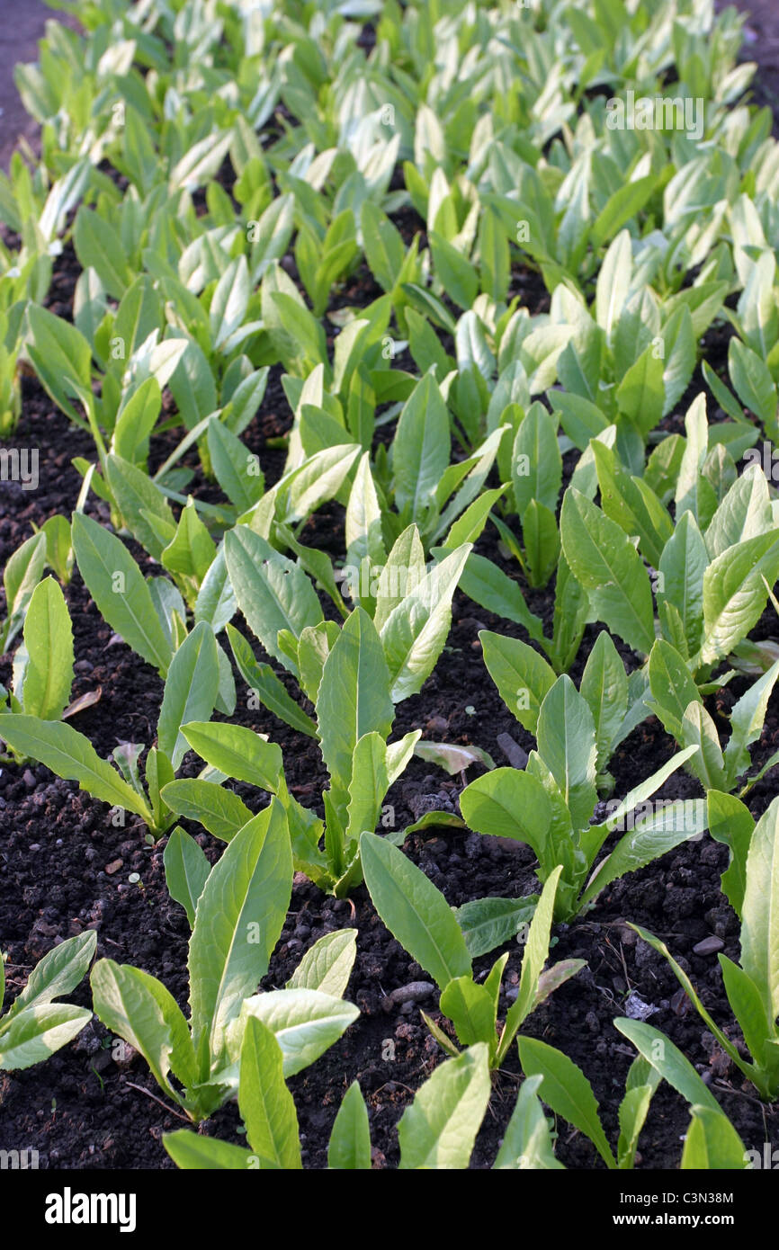 Gardening allotment detail hi-res stock photography and images - Alamy