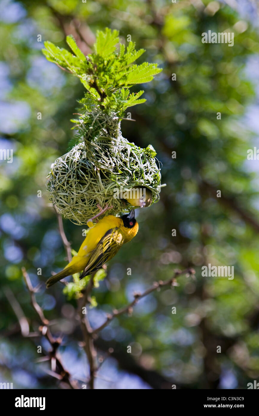 Pilanesberg National Park Mankwe Southern Masked-Weaver, Ploceus ...
