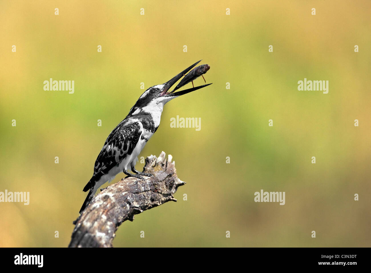 South Africa, near Rustenburg, Pilanesberg National Park. Mankwe Hide ...