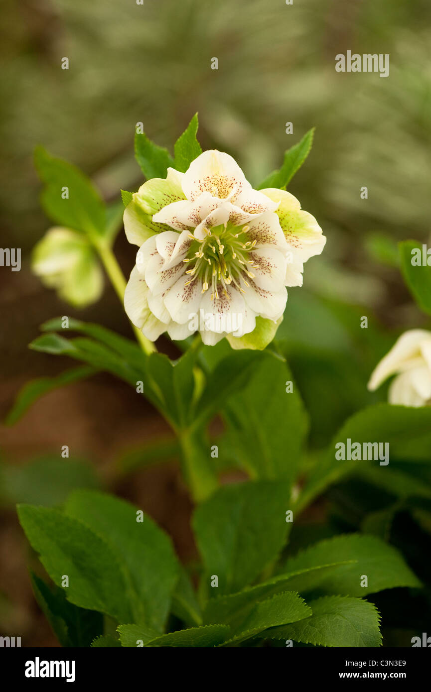 Double white lenten rose hi-res stock photography and images - Alamy