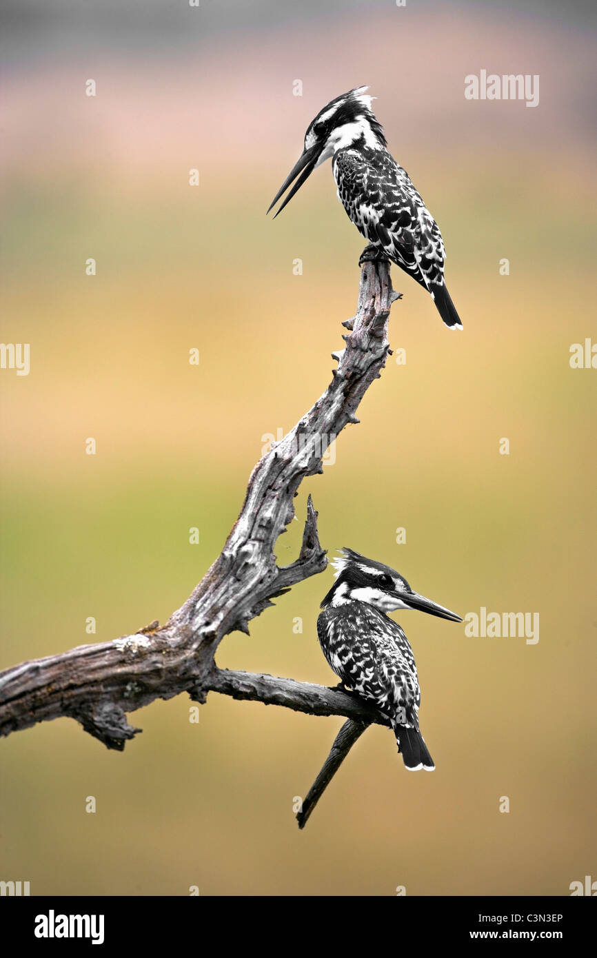 South Africa, near Rustenburg, Pilanesberg National Park. Mankwe Hide ...