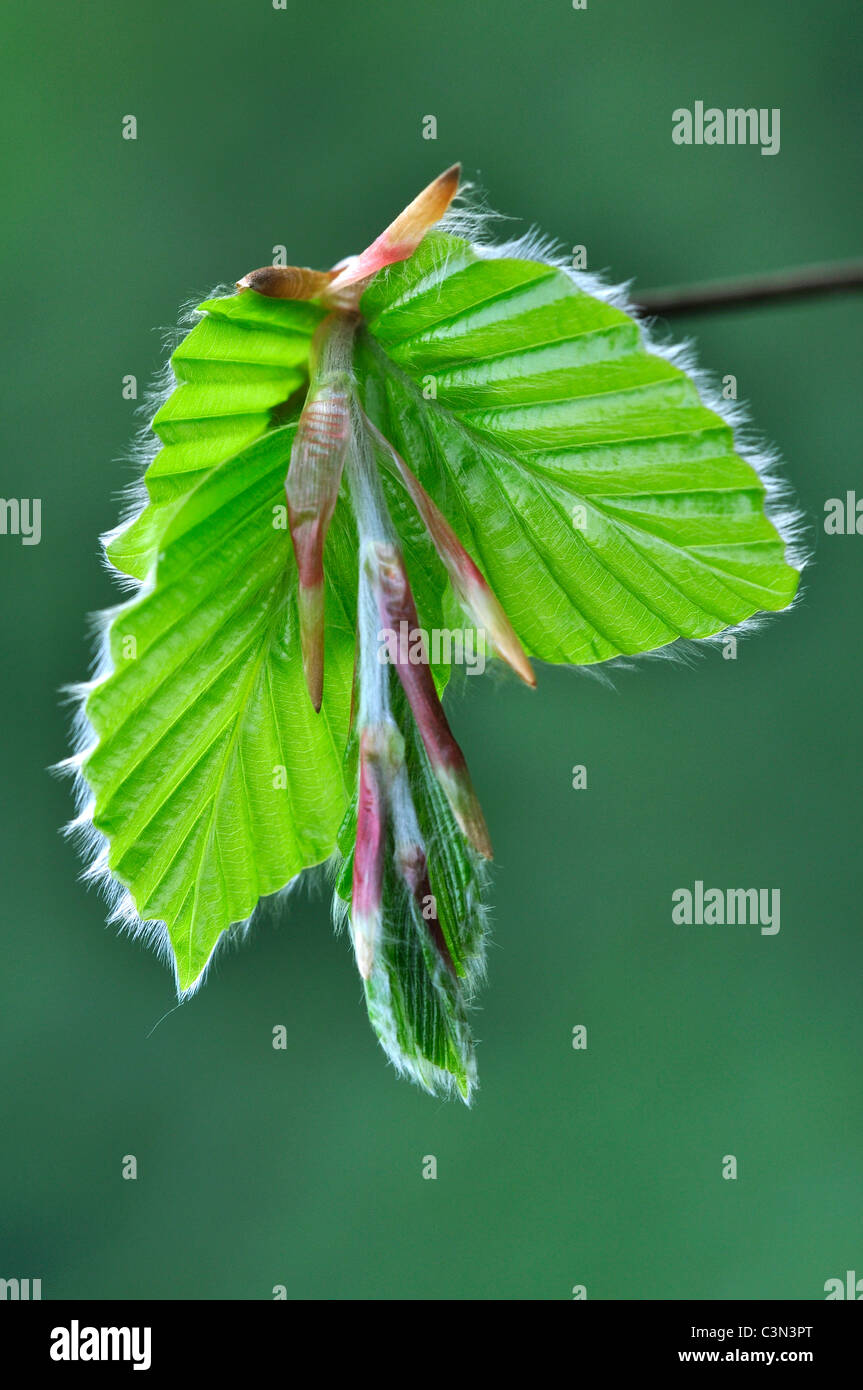 The fresh young leaves of a beech tree in Spring UK Stock Photo - Alamy