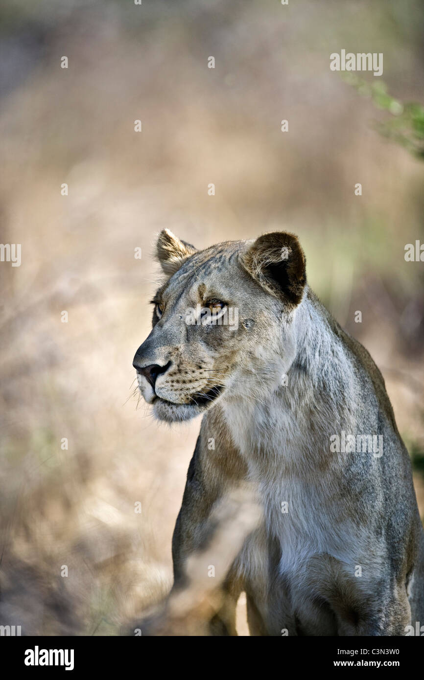 South Africa, Near Zeerust, Madikwe National Park . Female lion ...