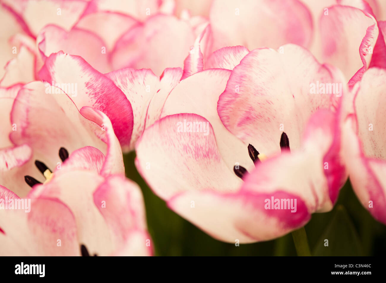 Tulipa ‘Shirley’, Triumph Tulips Stock Photo - Alamy