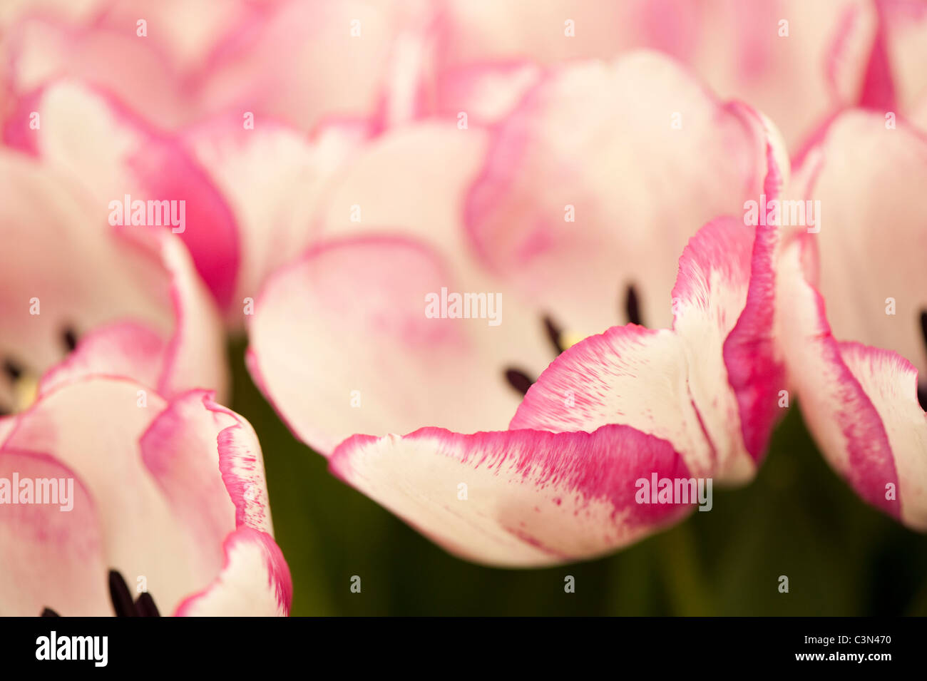 Shirley tulip hi-res stock photography and images - Alamy