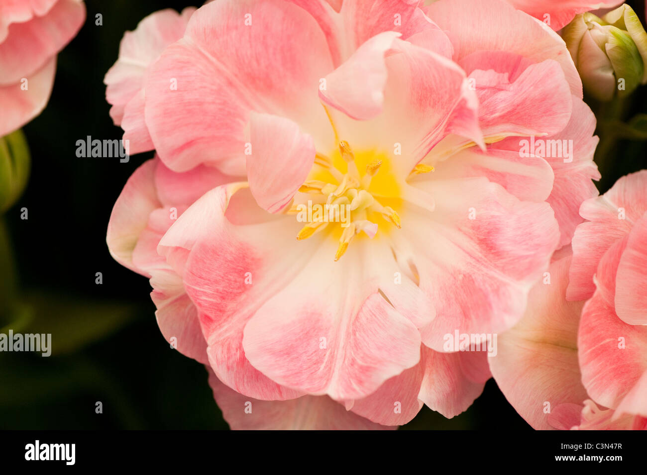 Pink Angel High Resolution Stock Photography and Images - Alamy
