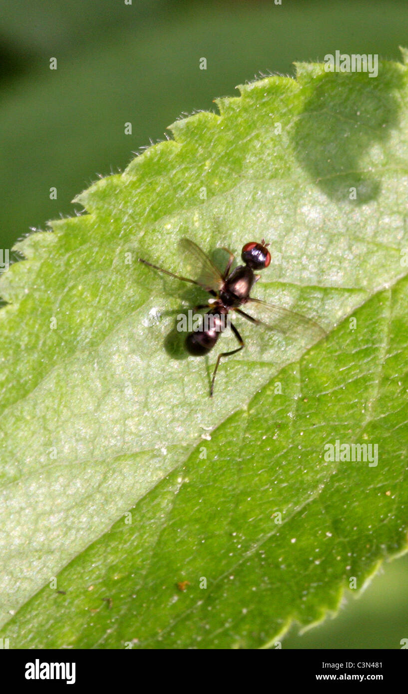 Black scavenger flies themira putris hi-res stock photography and ...