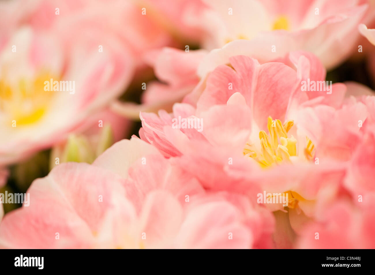 Tulipa ‘Pink Angel’ Stock Photo - Alamy