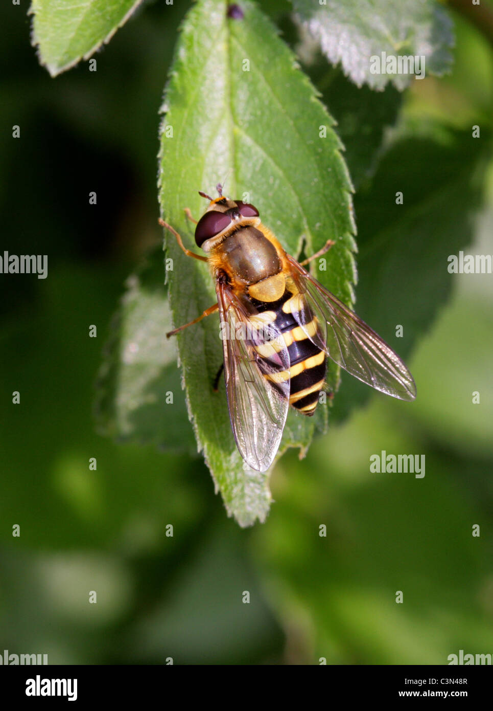 Current Hoverfly, Syrphus ribesii, Syrphidae, Diptera. Syn. Musca ...