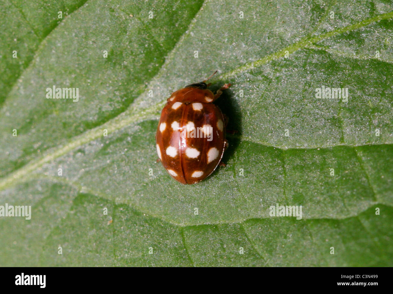Cream Spot Ladybird, Calvia quatuordecimguttata or Calvia 14 guttata ...