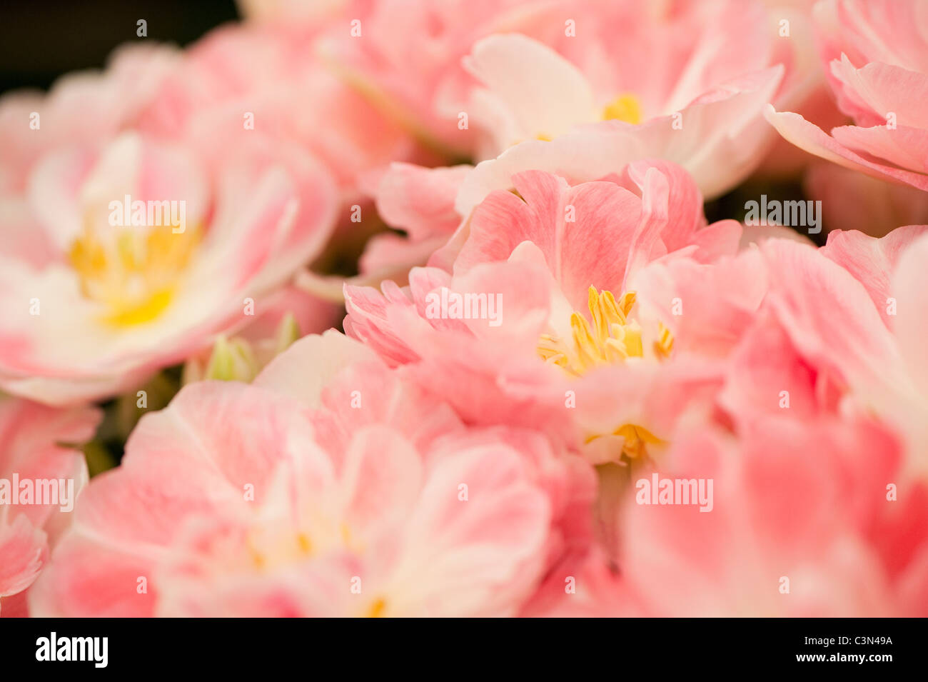 Tulipa ‘Pink Angel’ Stock Photo - Alamy