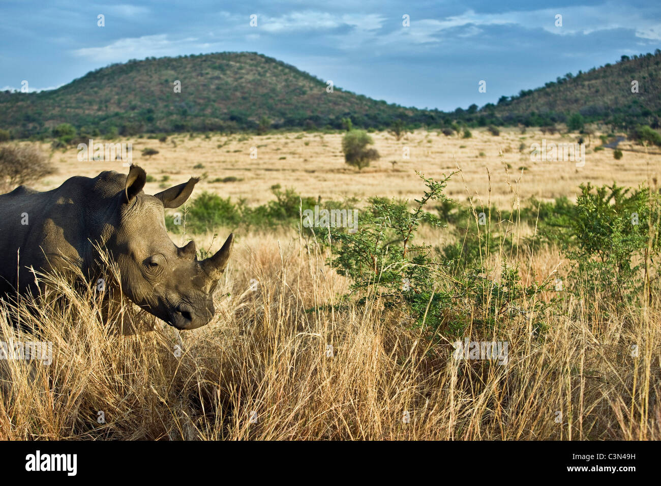 South Africa, near Rustenburg, Pilanesberg National Park. White ...