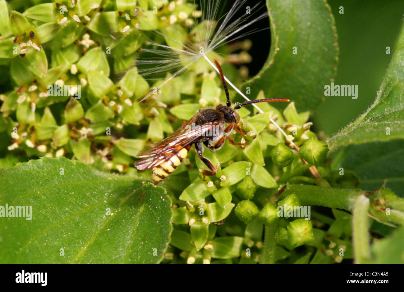 Male Cuckoo Bee, Nomada flava, Nomadinae, Apidae, Apoidea, Apocrita ...