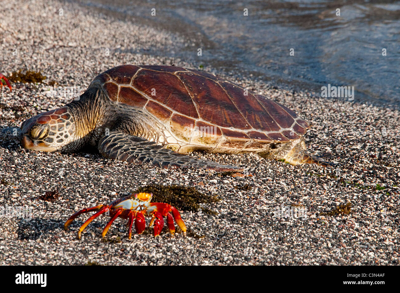 Pacific Green Turtle (Chelonia mydas agassisi) Sally Lightfoot Crab ...