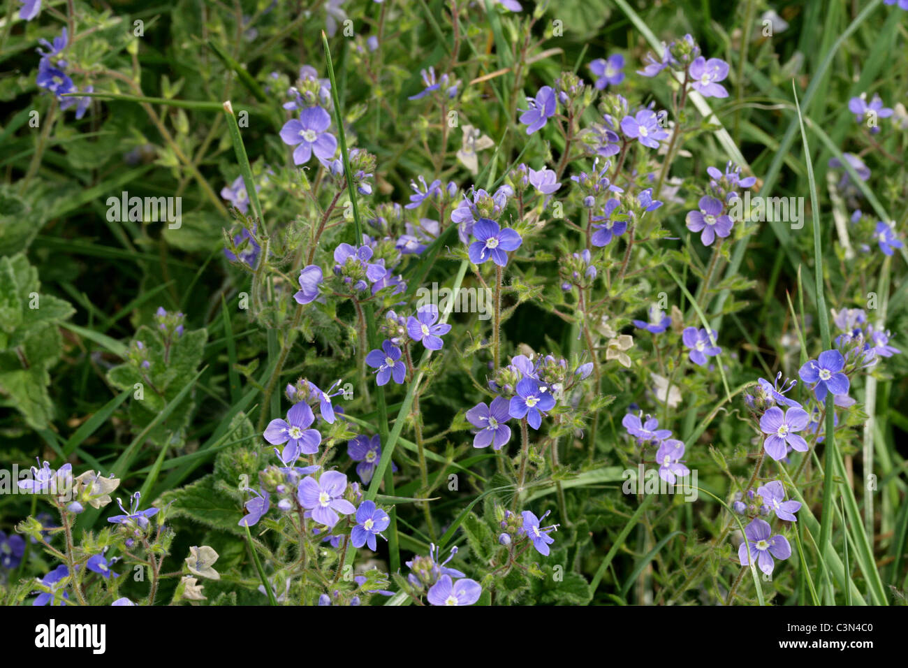 Germander Speedwell, Veronica chamaedrys, Plantaginaceae. Also known as ...