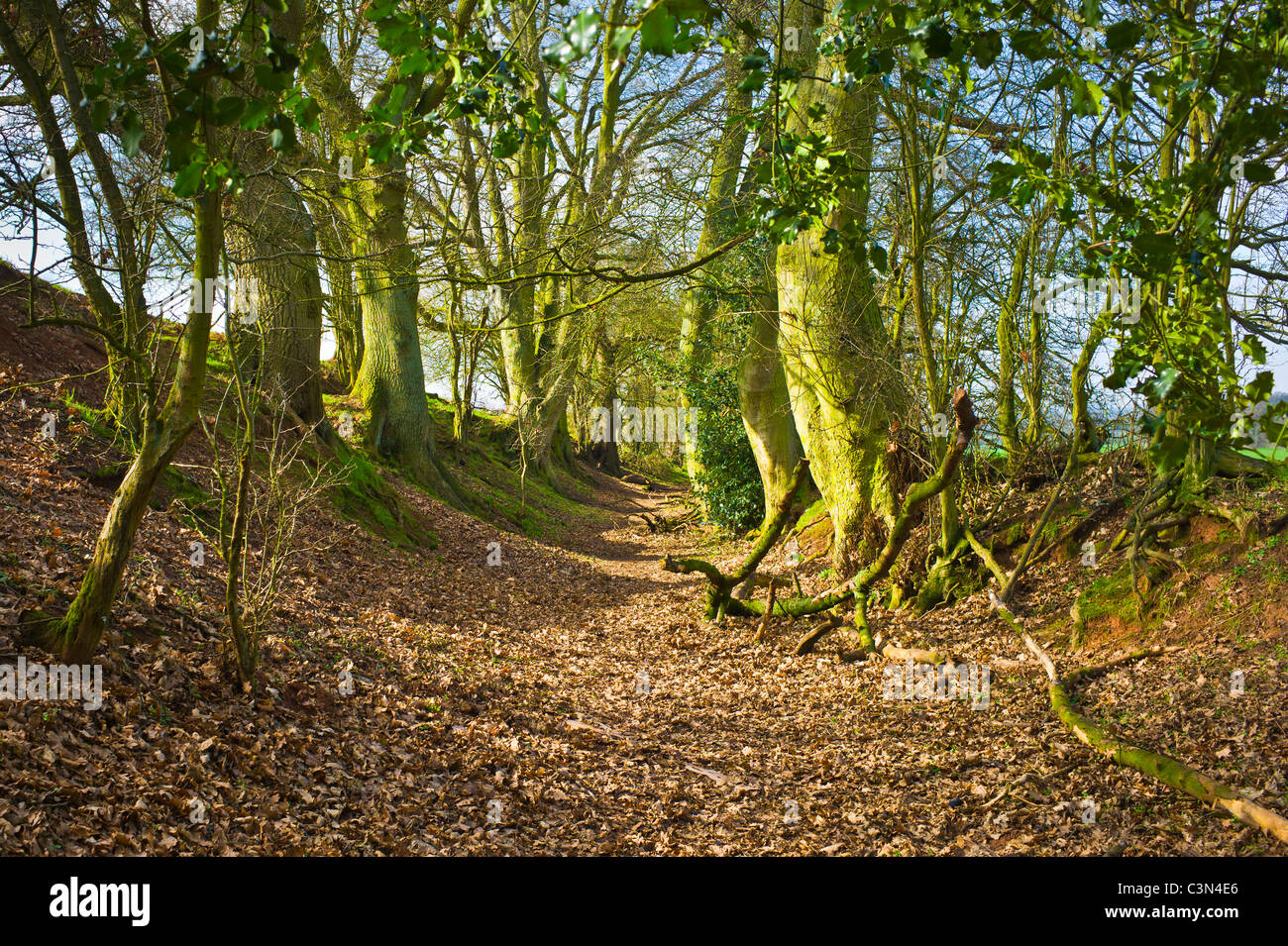 A sunken lane or hollow way / holloway near Kenilworth castle Stock ...