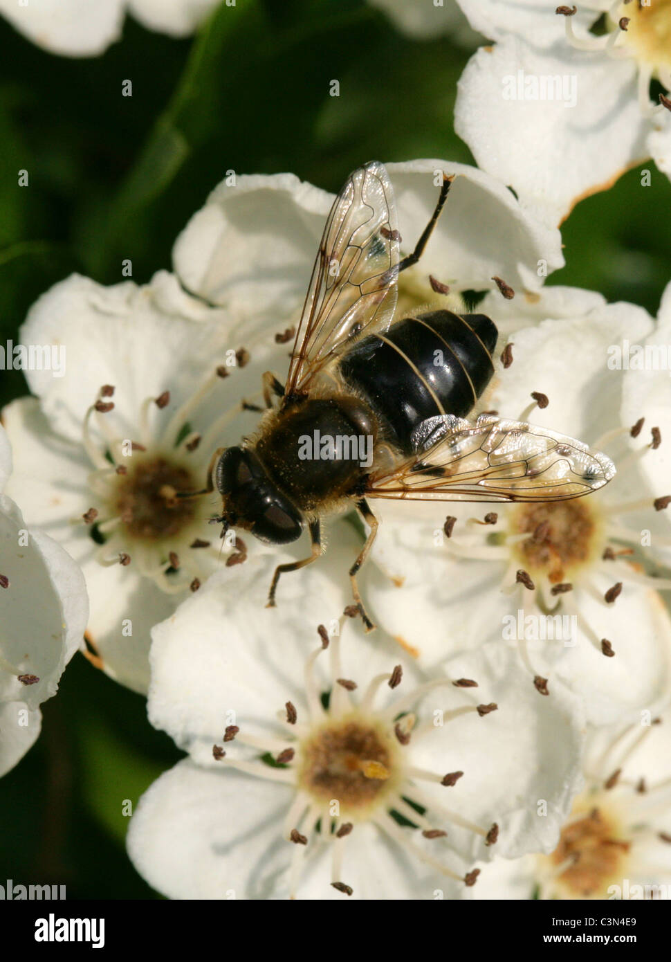 Hoverfly, Eristalis similis, Syrphidae, Diptera. On Hawthorn Flowers ...