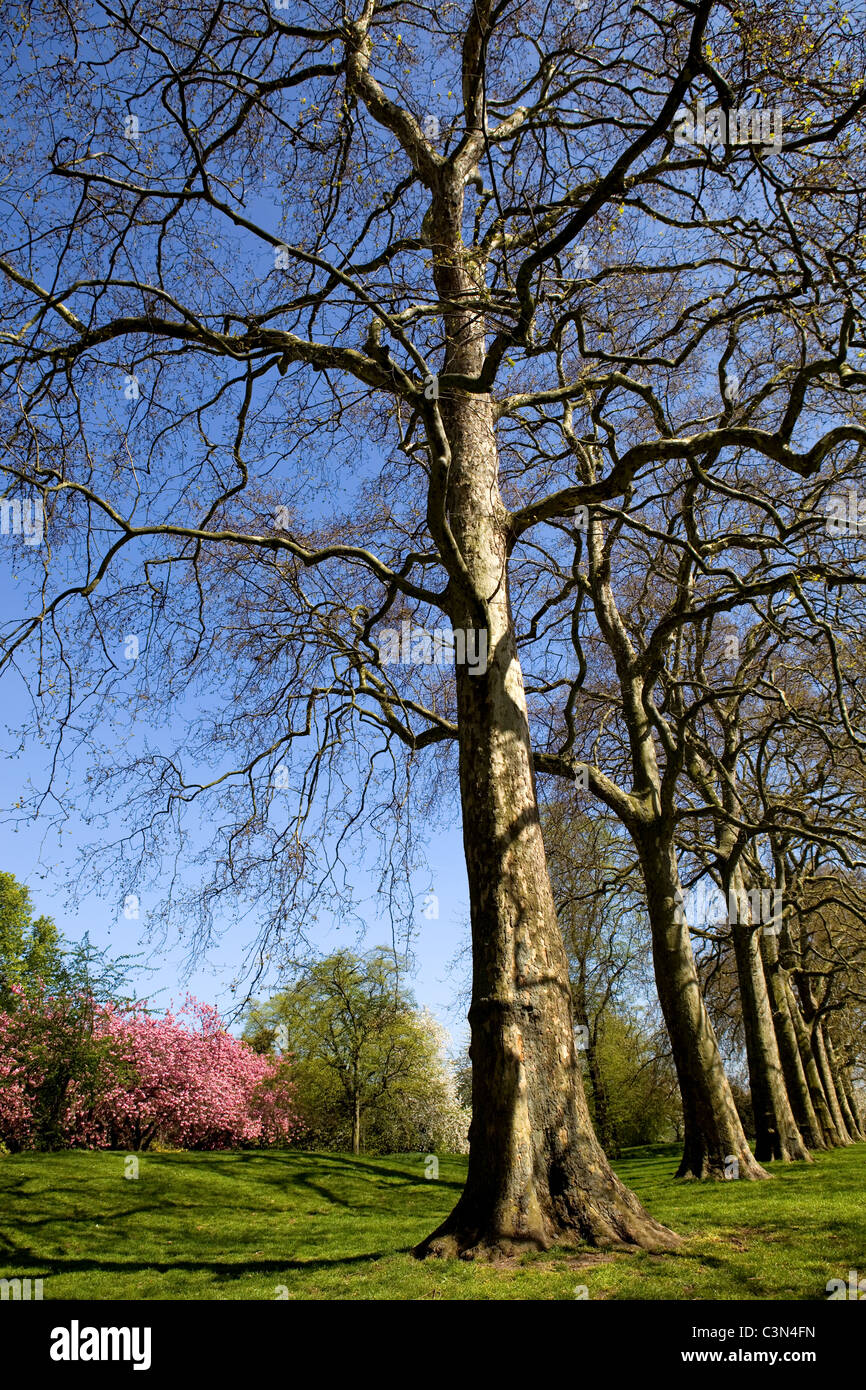 trees at the hyde park in london, uk Stock Photo - Alamy