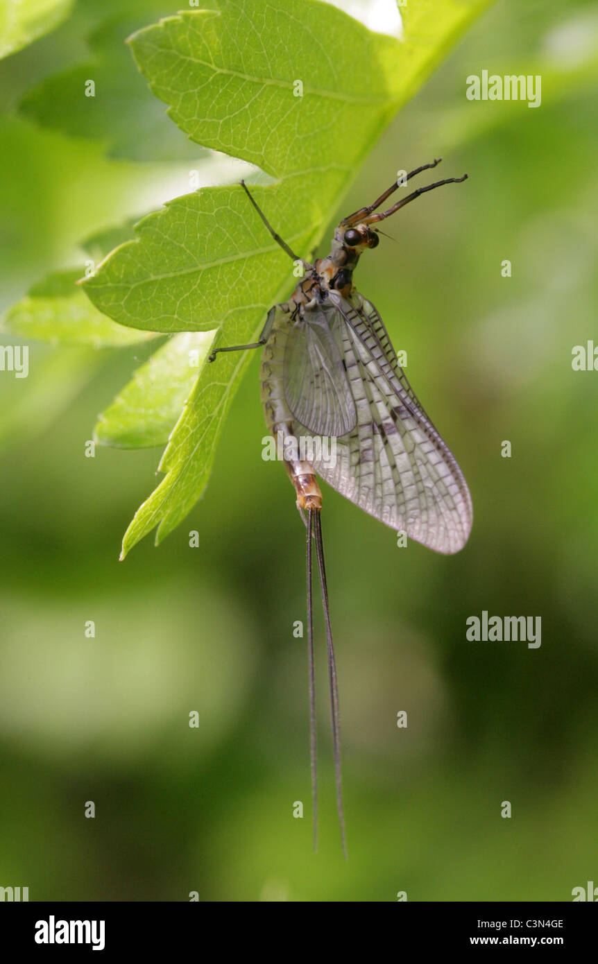 Mayfly, Ephemera danica, Ephemeridae, Ephemeroptera Stock Photo - Alamy