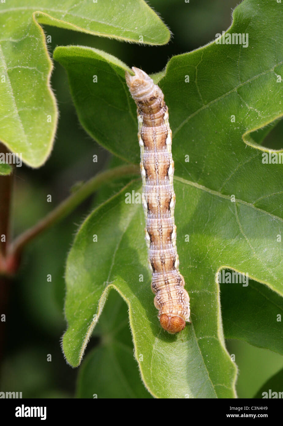 Caterpillar of the Mottled Umber Moth, Erannis defoliaria, Geometridae ...