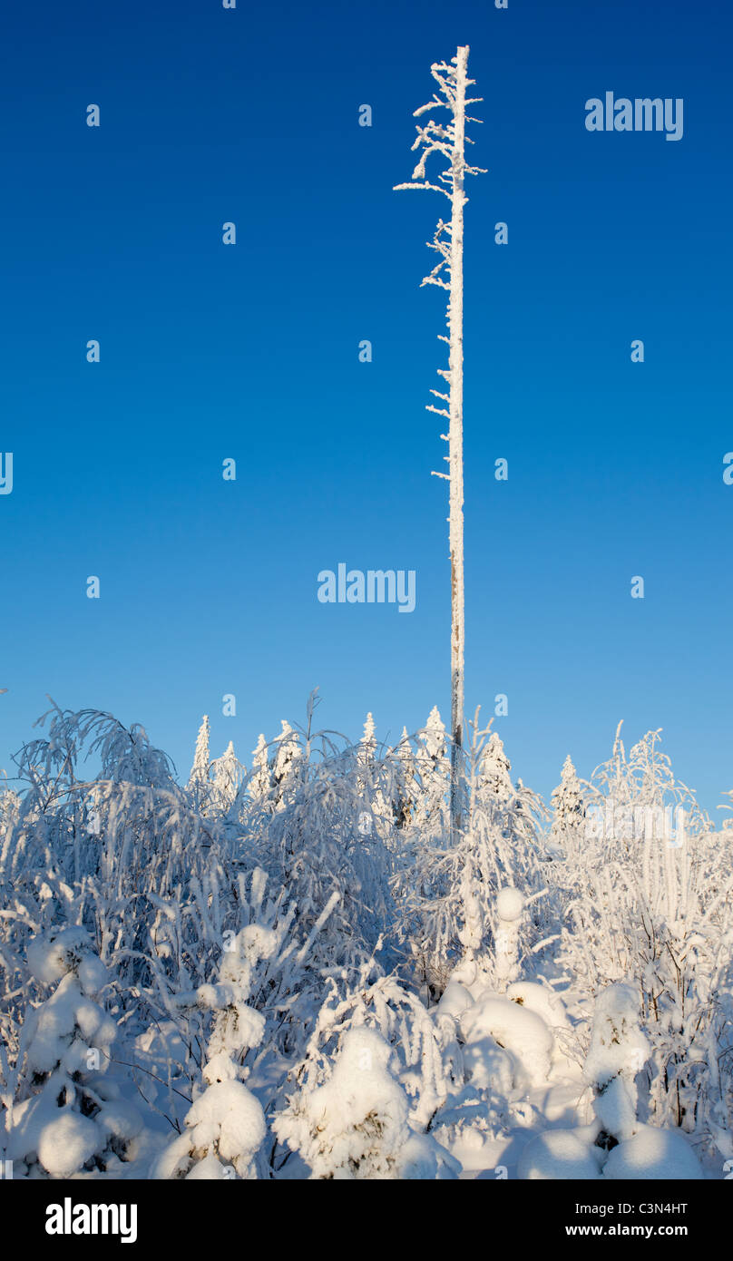Snow covered dead standing tree in clear cutting area , Finland Stock ...