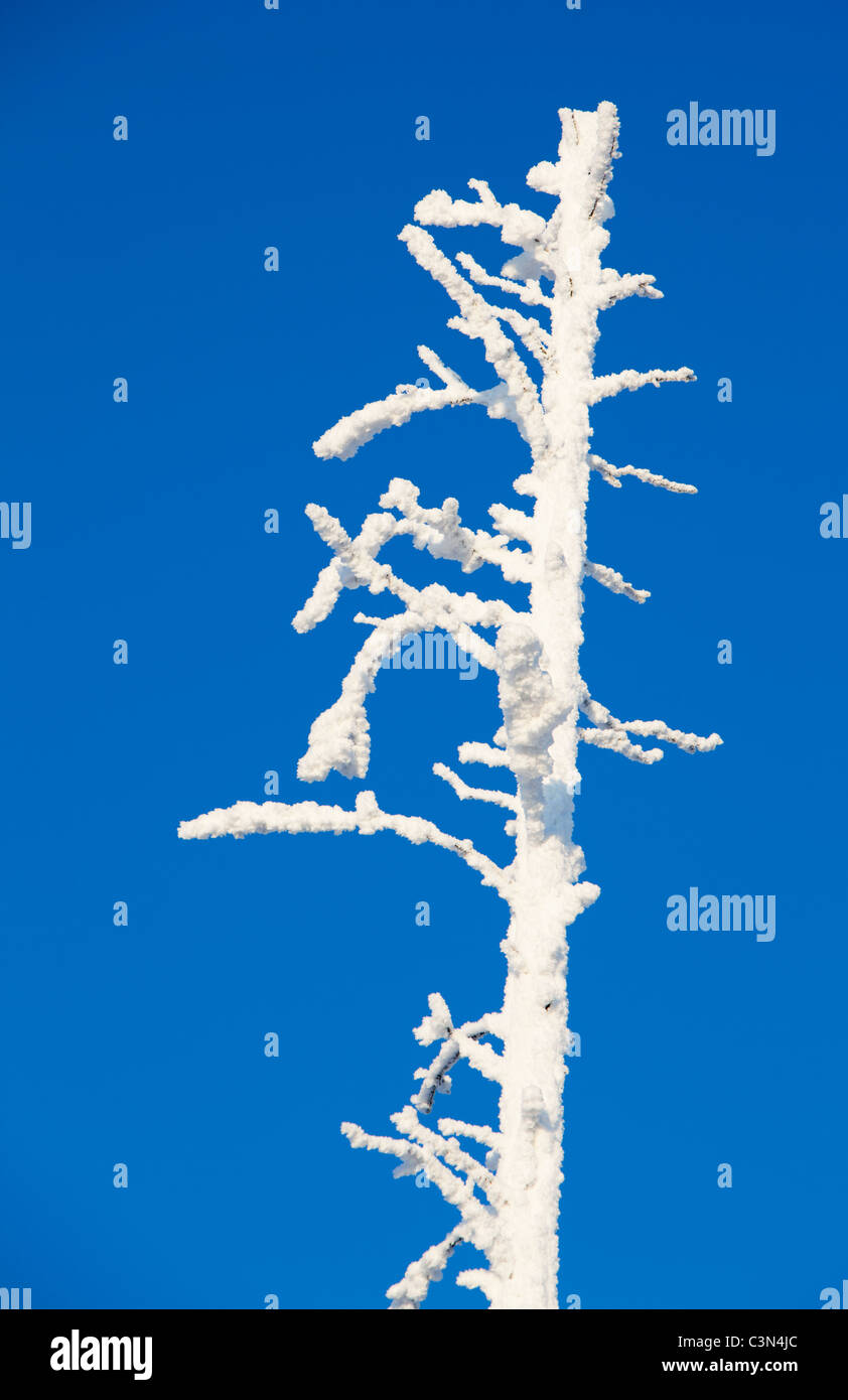 Dead And Rotten Tree Stock Photos & Dead And Rotten Tree Stock Images ...