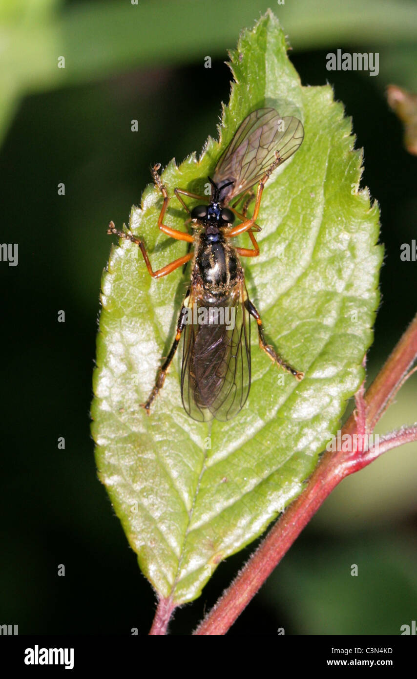 Robber flies uk hi-res stock photography and images - Alamy