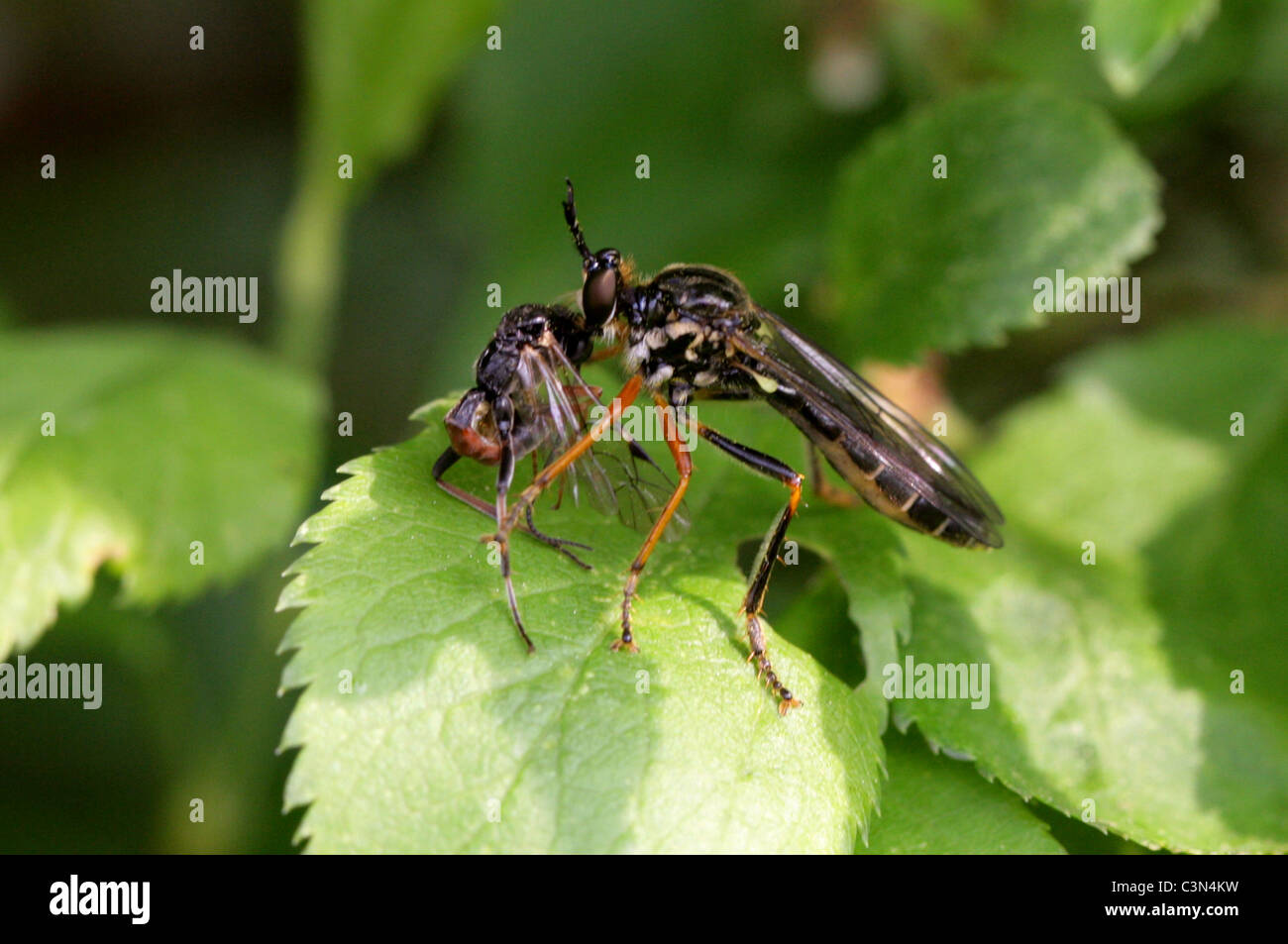 Common Red-legged Robberfly, Dioctria rufipes, Asilidae, Diptera. With ...