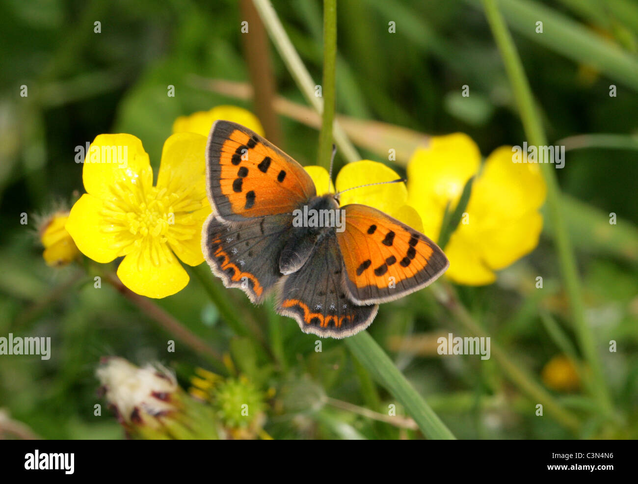 Small Copper Butterfly, Lycaena phlaeas, Lycaenidae. British Butterfly ...