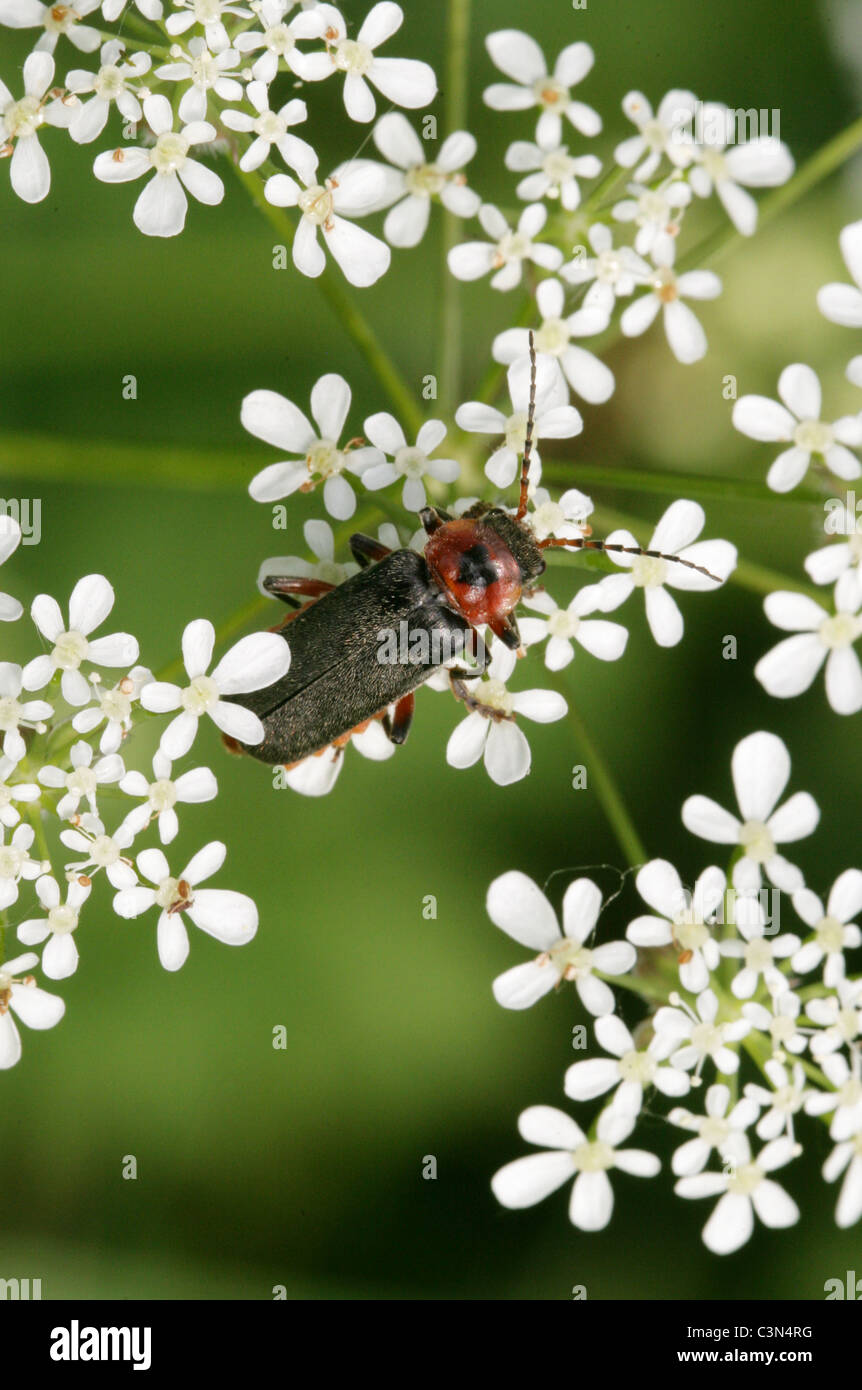 Soldier Beetle or Leatherwing, (Cantharis rustica), Cantharidae. There ...