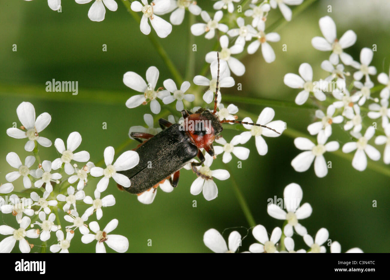 Soldier Beetle or Leatherwing, (Cantharis rustica), Cantharidae. There ...
