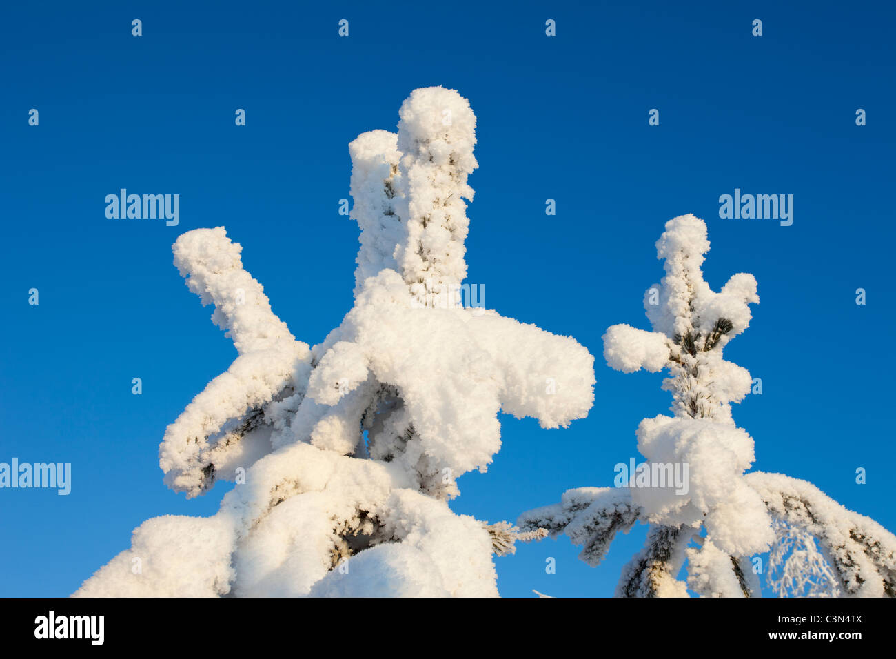 Snow covered pine ( pinus sylvestris ) tree saplings at Winter ...